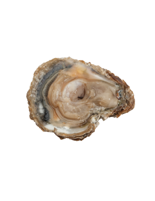 Huîtres Plates Belon de Bretagne