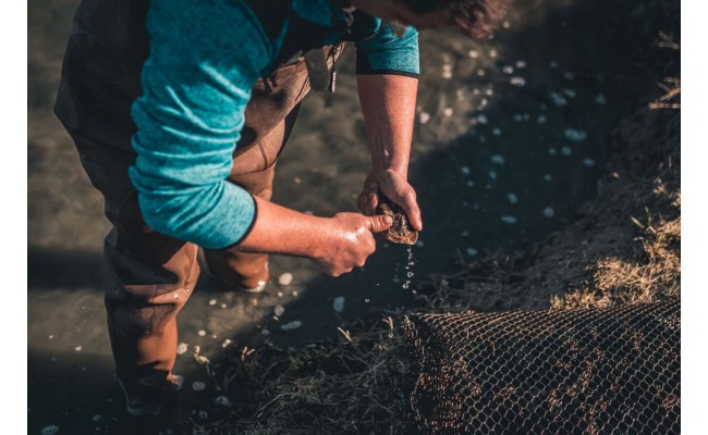 La Viridis L'huitre Verte