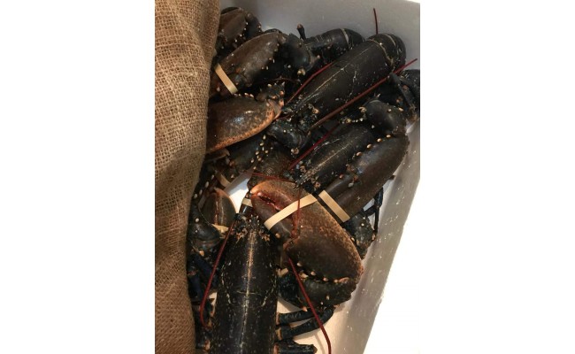 Homard Bretons Parc Saint Kerber - vente en ligne homard vivant