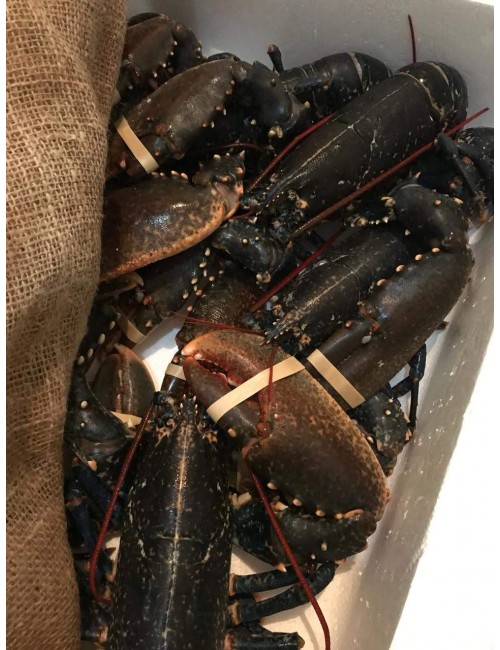 Homard Bretons Parc Saint Kerber - vente en ligne homard vivant