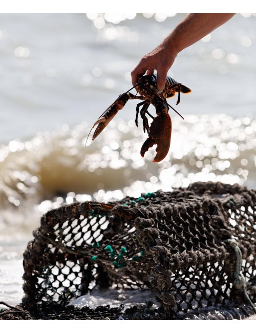 Homard Bretons Parc Saint Kerber - vente en ligne homard vivant